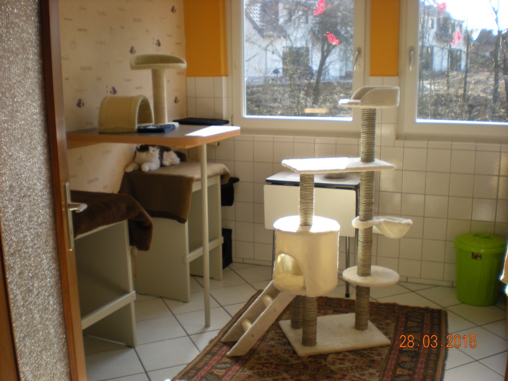 Katzenhotel Zimmer – Katzenpension Lindlar